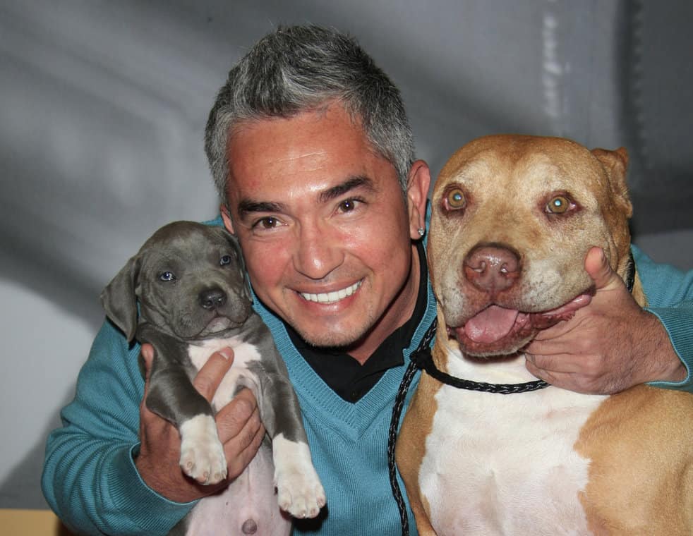 Cesar Millan Quotes There Is A Right And A Wrong Way To Greet A Dog.
