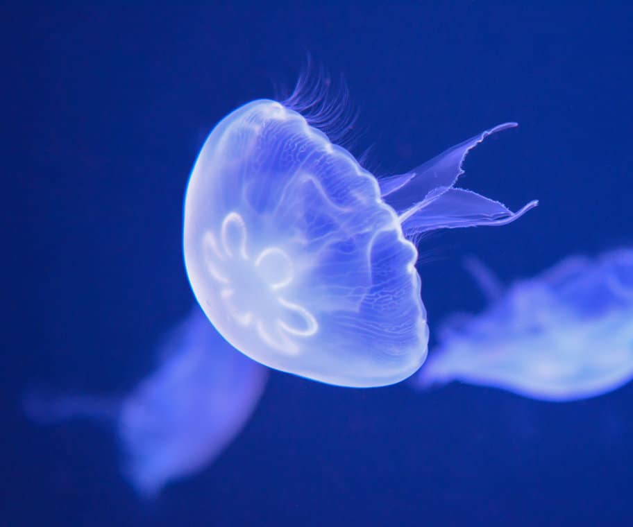 Jellyfish Quotes 28 Jellyfish Quotes To Promote Simplicity And